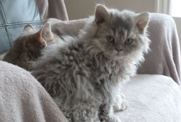 I Never Knew Poodle Cats Existed And Now I Want One More Than Anything