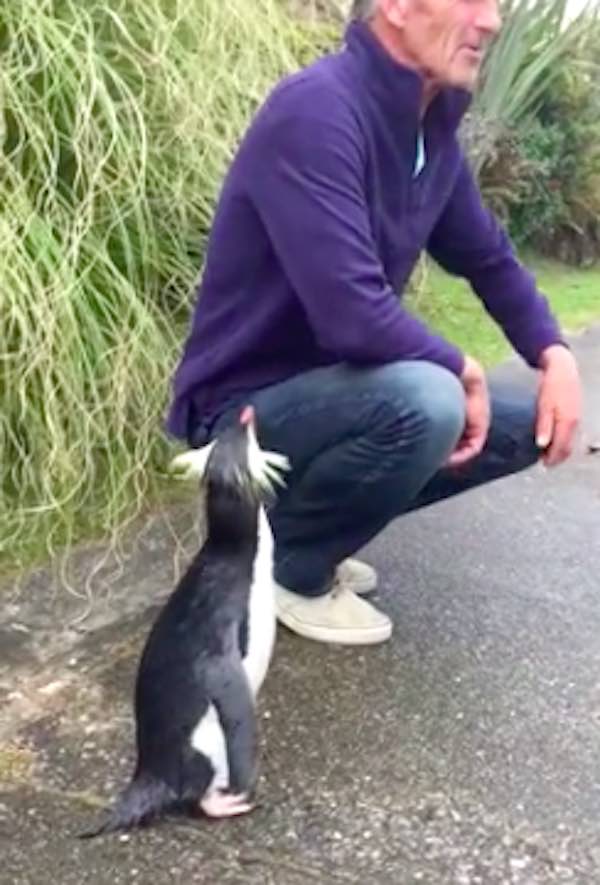 The penguin jumped up nicely to greet the man on the street