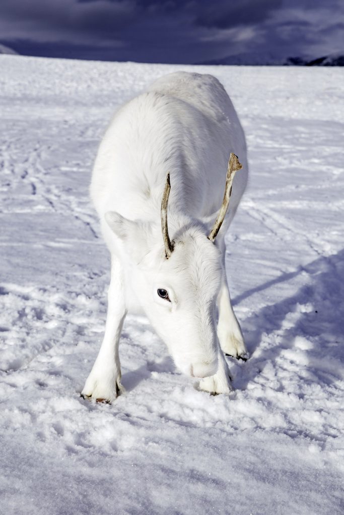 This extremely rare white reindeer almost disappears into the snowy ...