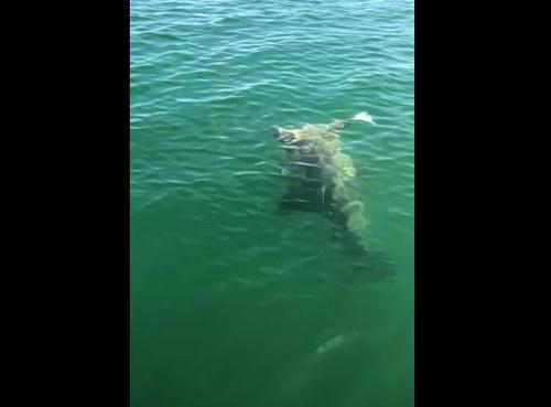 Jaw-Dropping Clip Shows Gigantic 'Sea Monster' As It Devours Shark In ...