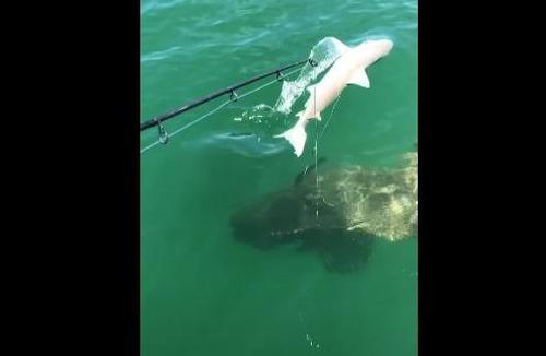 Jaw-Dropping Clip Shows Gigantic 'Sea Monster' As It Devours Shark In ...