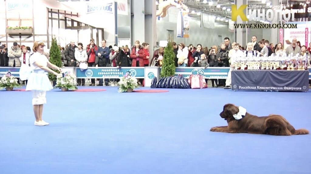 Unusual Dance Performance Between A Girl And A Dog That Stole The ...