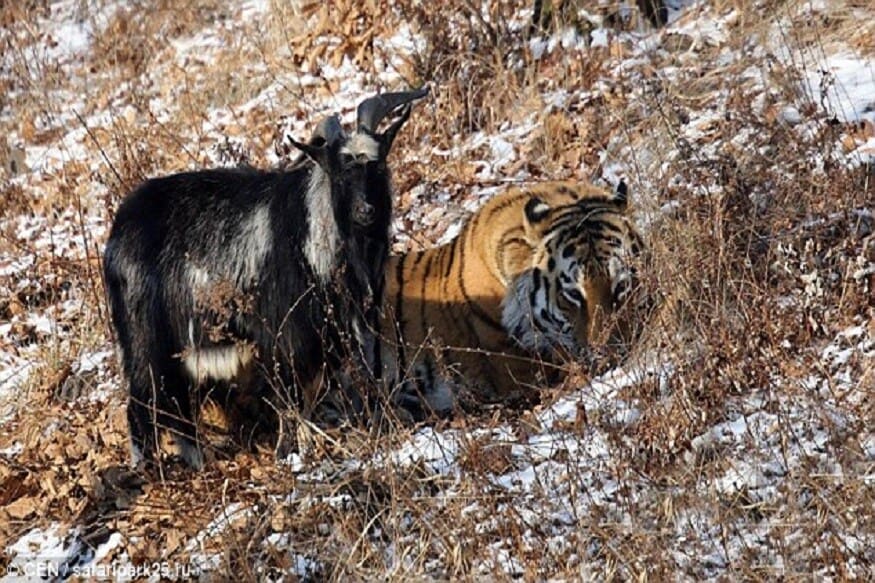 The tiger refuses to eat the goats given to him as live food and ...