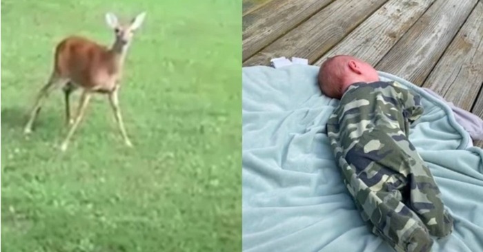 Mother deer runs to assist as soon as she hears the cry of a newly born