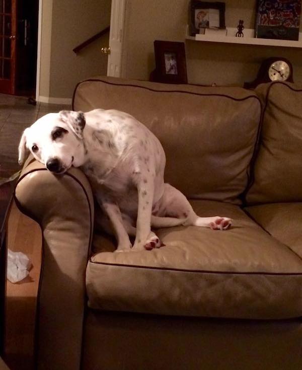 Dog Given Up Because She Was Too Clingy Finds The Love She Deserves