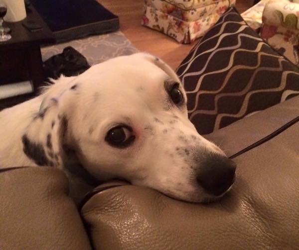 Dog Given Up Because She Was Too Clingy Finds The Love She Deserves