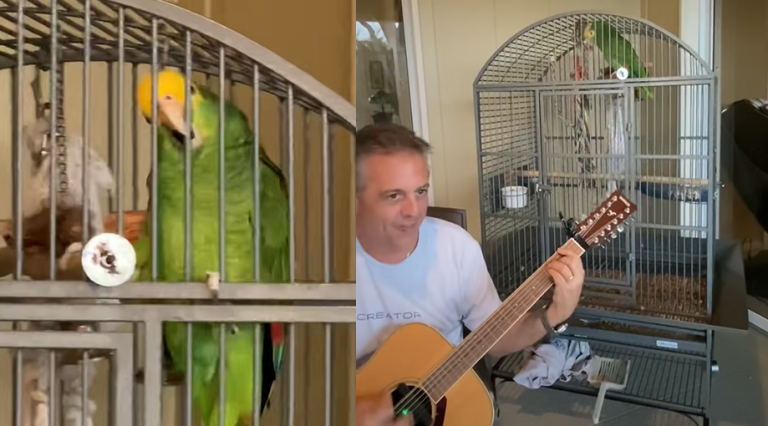 Parrot Sings “Stairway To Heaven” While Playing The Guitar
